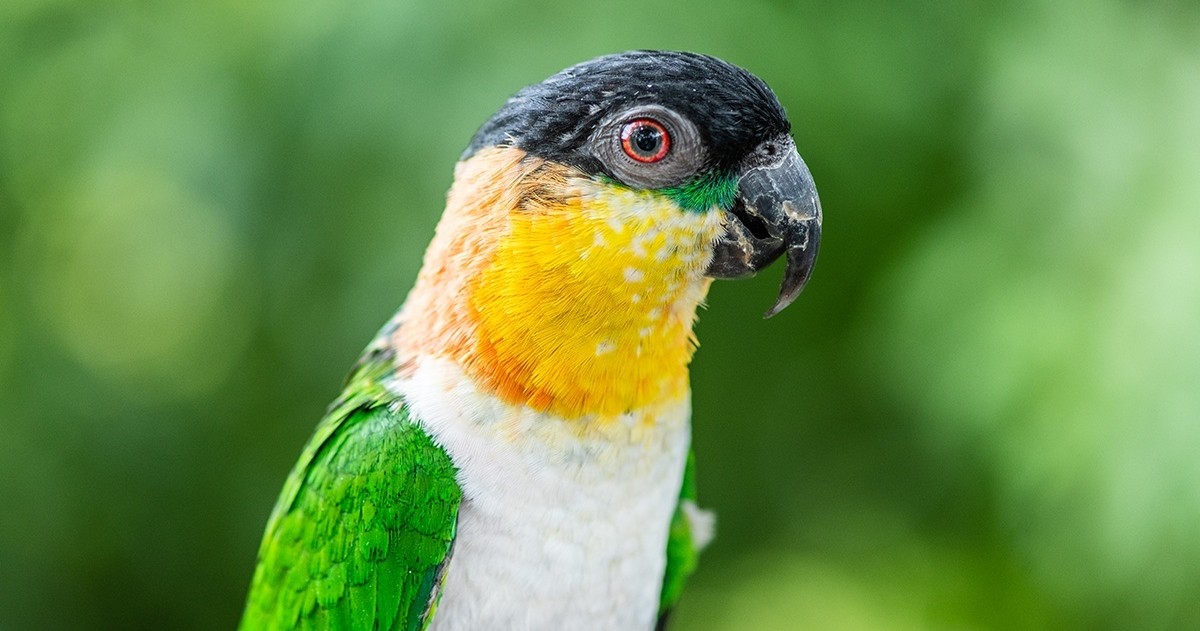 Bird Photography Day - Nashville, TN | Wing Blade Falconry