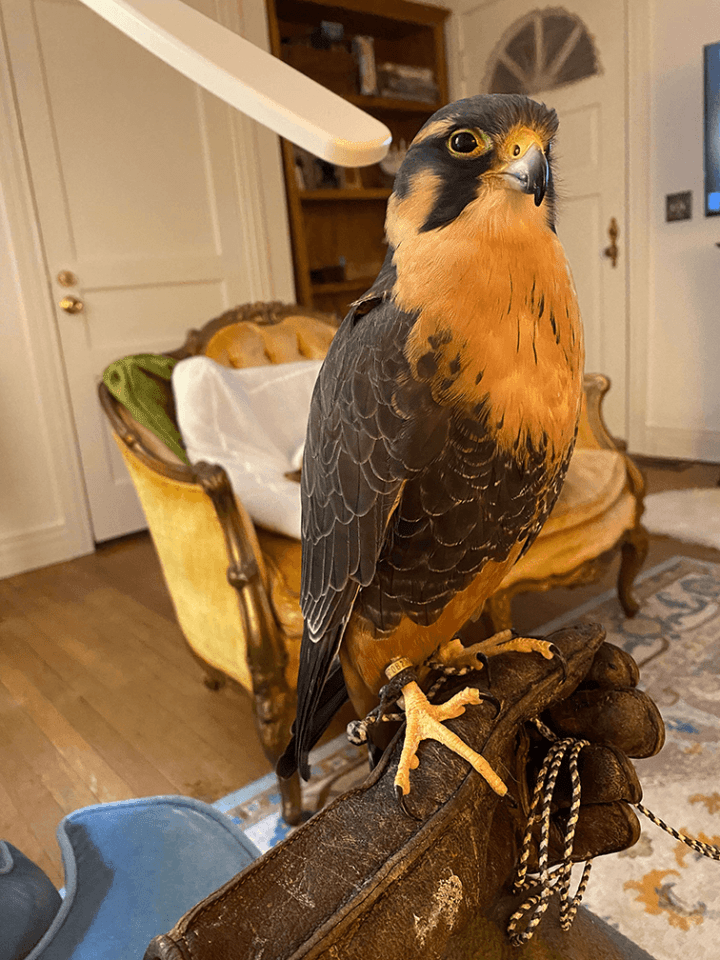 Meet Our Birds - Nashville, TN | Wing Blade Falconry