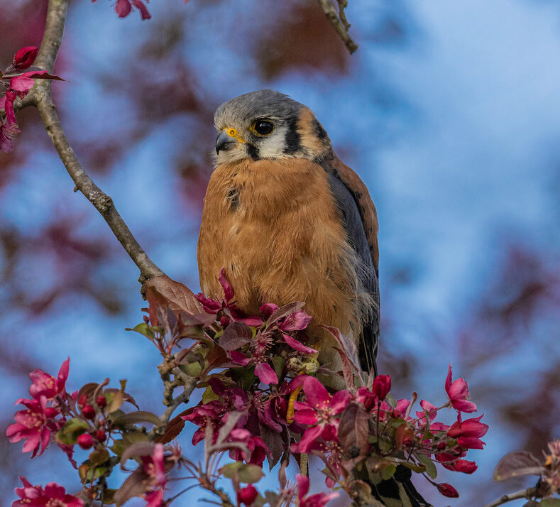 Bird Photography Day - Nashville, TN | Wing Blade Falconry