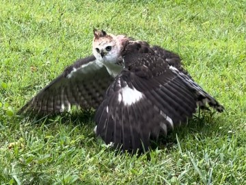 Meet Our Birds - Nashville, TN | Wing Blade Falconry