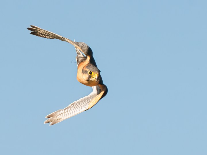 Meet Our Birds - Nashville, TN | Wing Blade Falconry