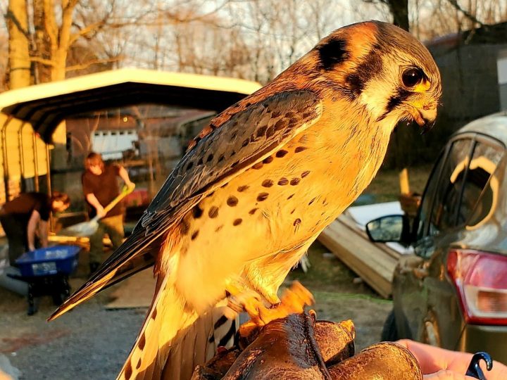 Meet Our Birds - Nashville, TN | Wing Blade Falconry