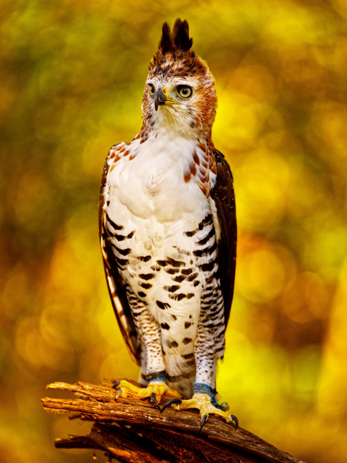 Meet Our Birds - Nashville, TN | Wing Blade Falconry