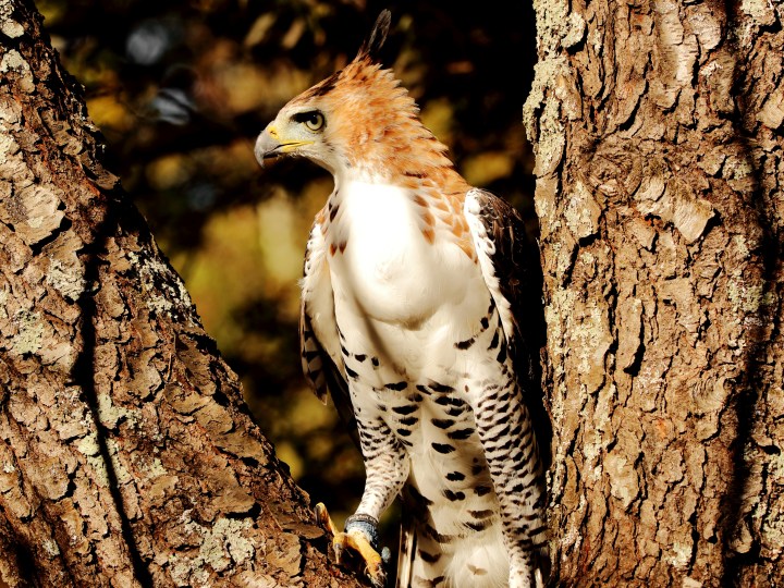 Meet Our Birds - Nashville, TN | Wing Blade Falconry