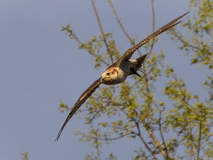 Meet Our Birds - Nashville, TN | Wing Blade Falconry