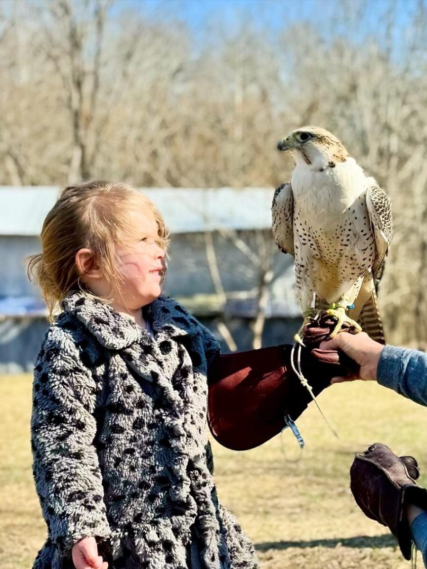 Meet Our Birds - Nashville, TN | Wing Blade Falconry