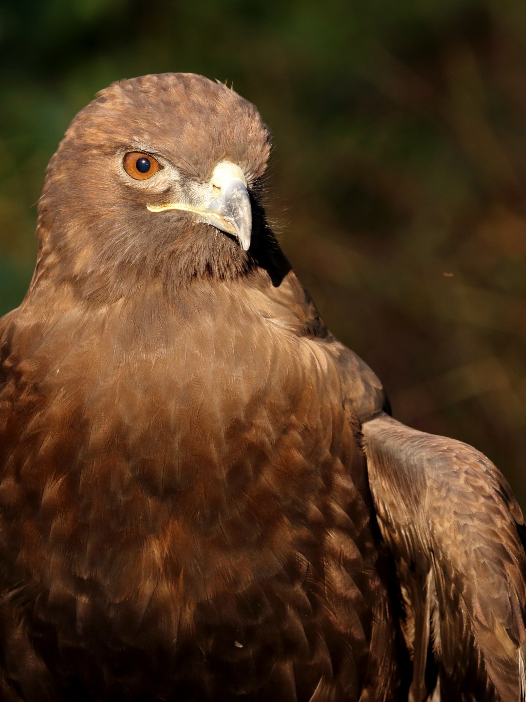 Meet Our Birds - Nashville, TN | Wing Blade Falconry